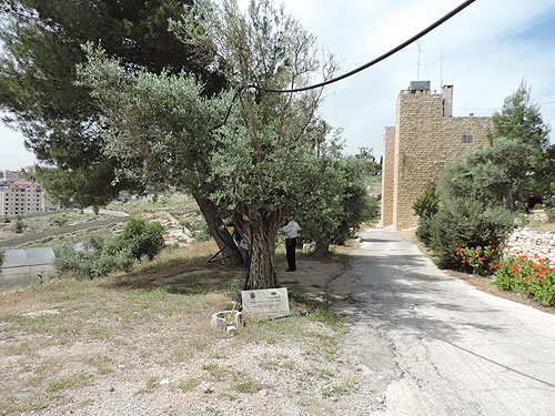 The-Palestine-Museum-of-Natural-History-1 - This Week in Palestine